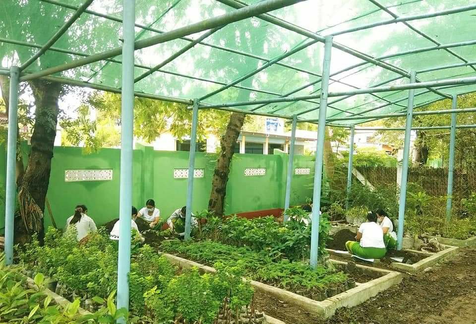 နတ်မောက်မြို့နယ် စည်ပင်သာယာရေးအဖွဲ့ မြို့သန့်ရှင်းသာယာရေးလုပ်ငန်းများ ဆောင်ရွက်ရန် ပျိုးပင်များ